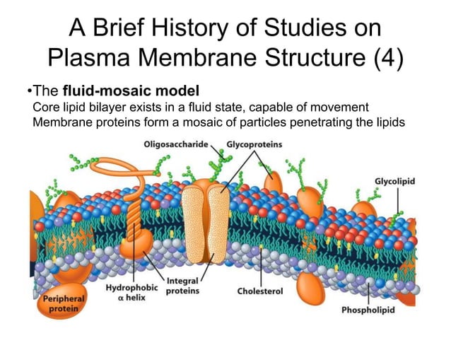 Lecture 2-PM-Cellular Membranes_structure.ppt | Free Download