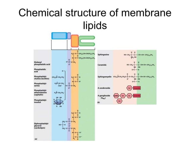 Lecture 2-PM-Cellular Membranes_structure.ppt