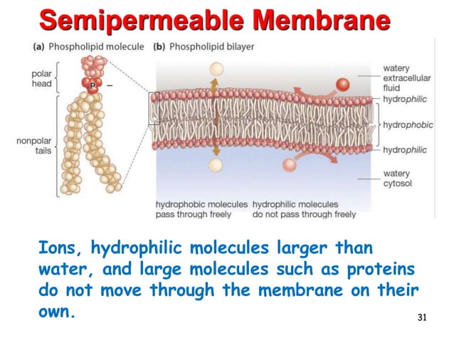 Lecture 2-PM-Cellular Membranes_structure.ppt