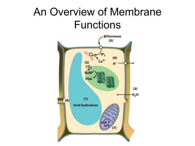 Lecture 2-PM-Cellular Membranes_structure.ppt