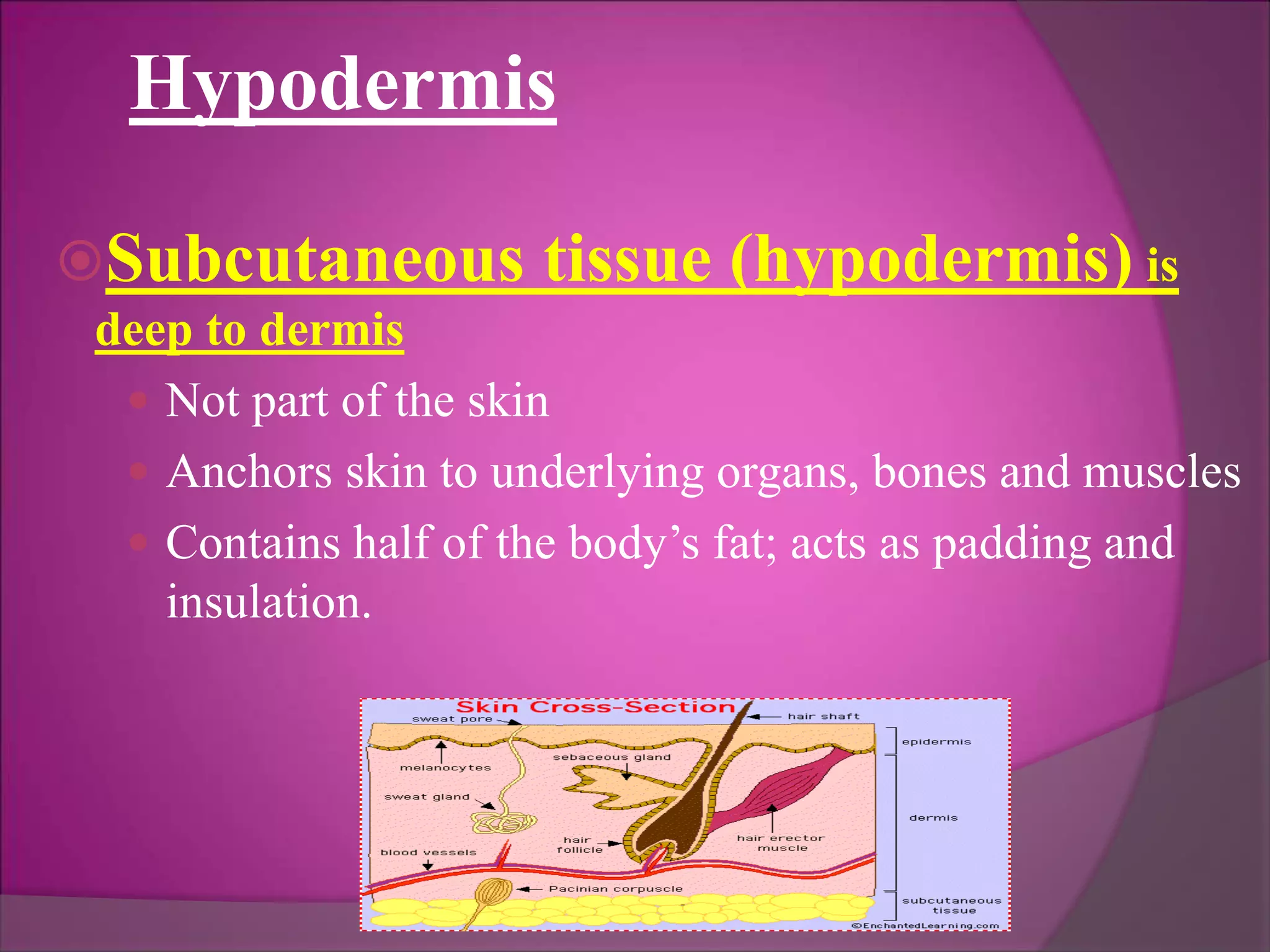 Skin An Essential Organ | PPT
