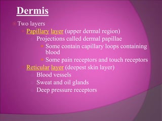 Skin An Essential Organ | PPT