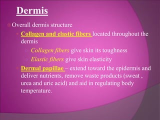 Skin An Essential Organ | PPT