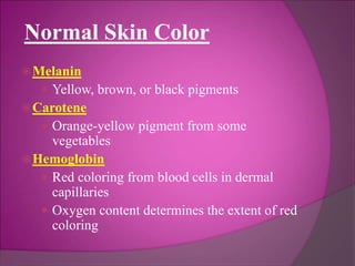 Skin An Essential Organ | PPT