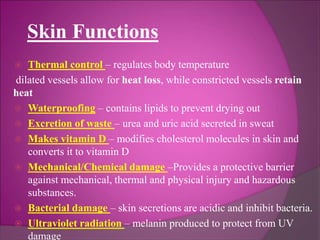 Skin An Essential Organ | PPT