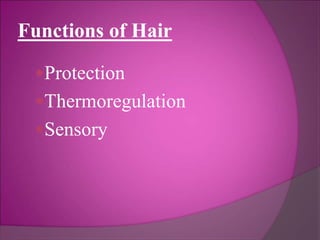 Skin An Essential Organ | PPT