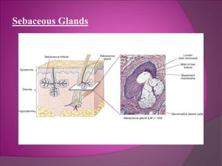 Skin An Essential Organ | PPT