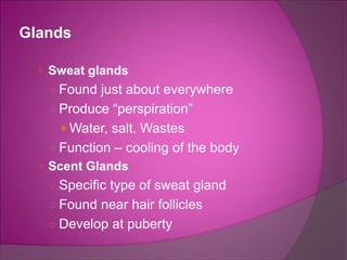 Skin An Essential Organ | PPT
