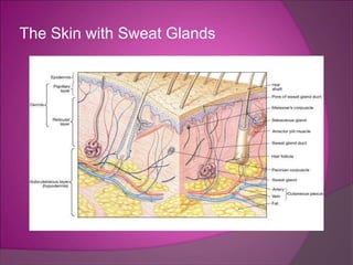 Skin An Essential Organ | PPT