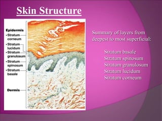 Skin An Essential Organ | PPT