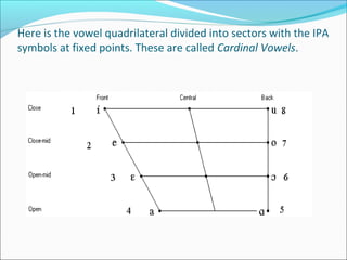 speech articulation and vowels | PPT