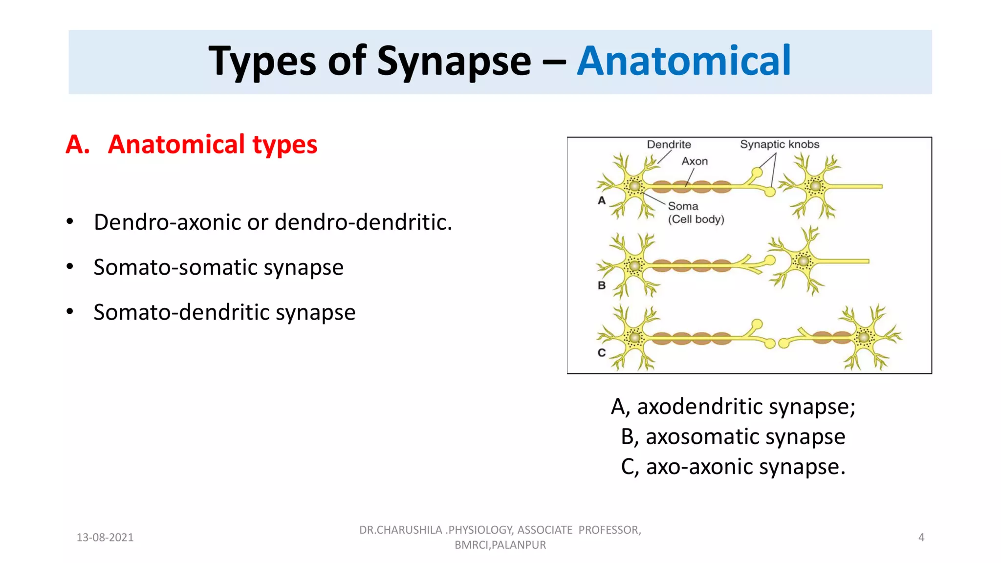 Synapse | PPT