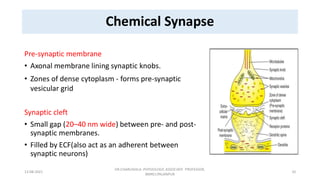 Synapse | PPT