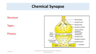 Synapse | PPT