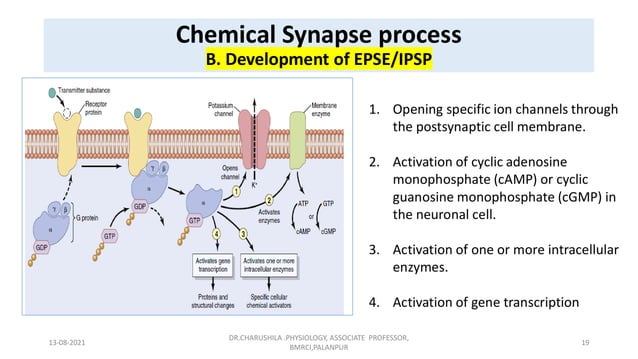 Synapse | PPT