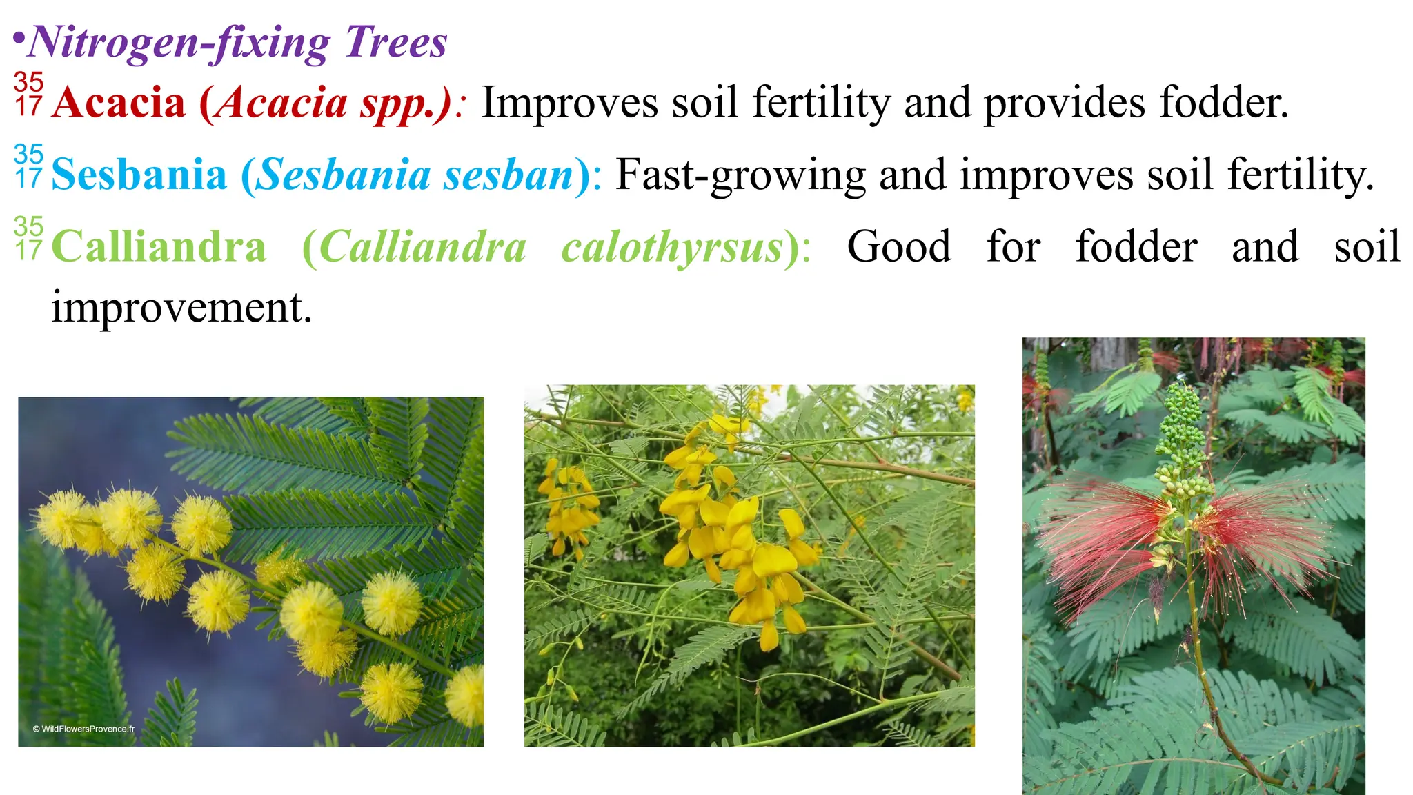 Lecture 2- Tree Selection and Improvement.pptx