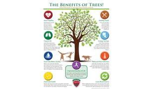 Lecture 2- Tree Selection and Improvement.pptx