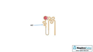 Back to Basics: Renal Physiology (Kidney Tubular Transport) - Dr. Gawad ...