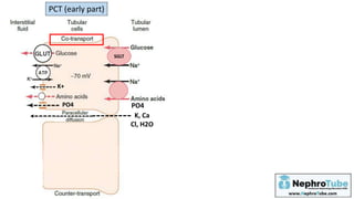 Back to Basics: Renal Physiology (Kidney Tubular Transport) - Dr. Gawad ...