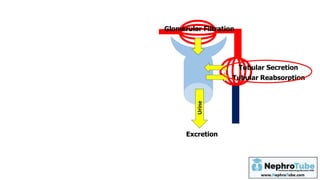 Back to Basics: Renal Physiology (Kidney Tubular Transport) - Dr. Gawad ...
