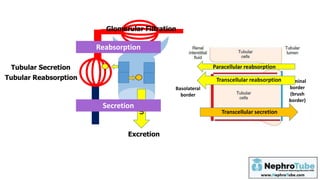 Back to Basics: Renal Physiology (Kidney Tubular Transport) - Dr. Gawad ...