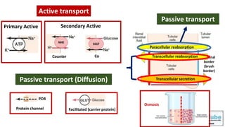 Back to Basics: Renal Physiology (Kidney Tubular Transport) - Dr. Gawad ...
