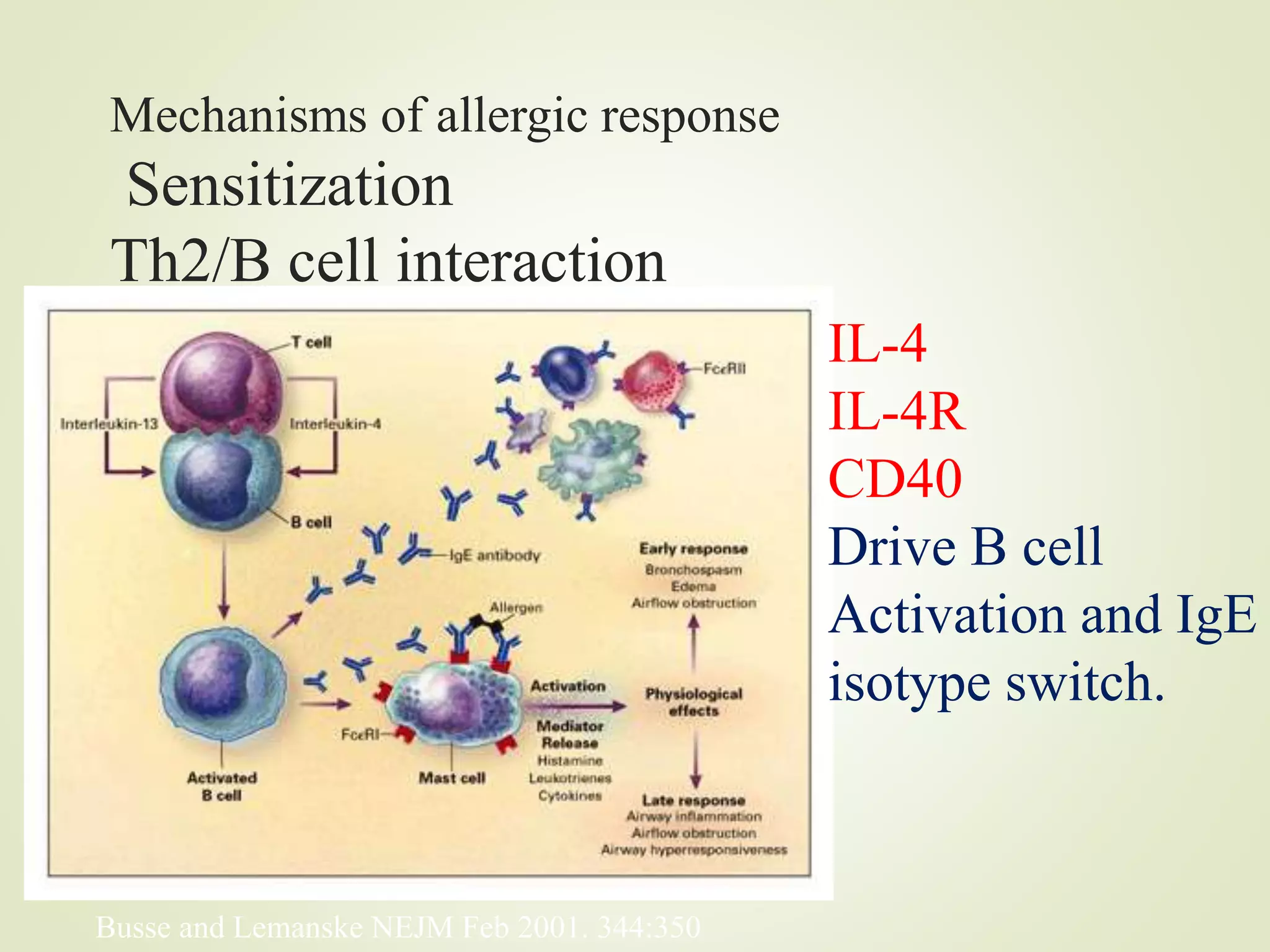 Hypersensitivity - medical information ( a detailed study ) | PPT