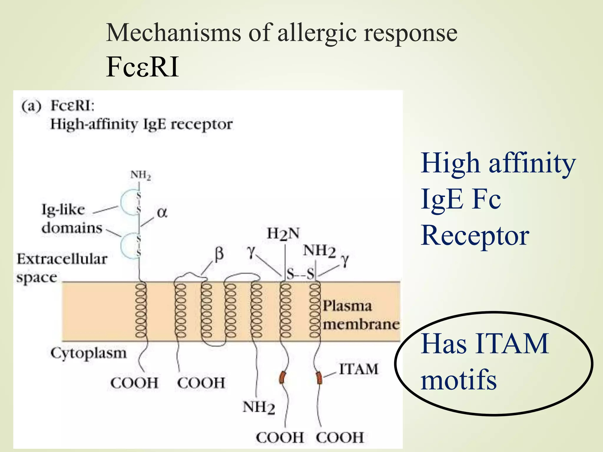 Hypersensitivity - medical information ( a detailed study ) | PPT