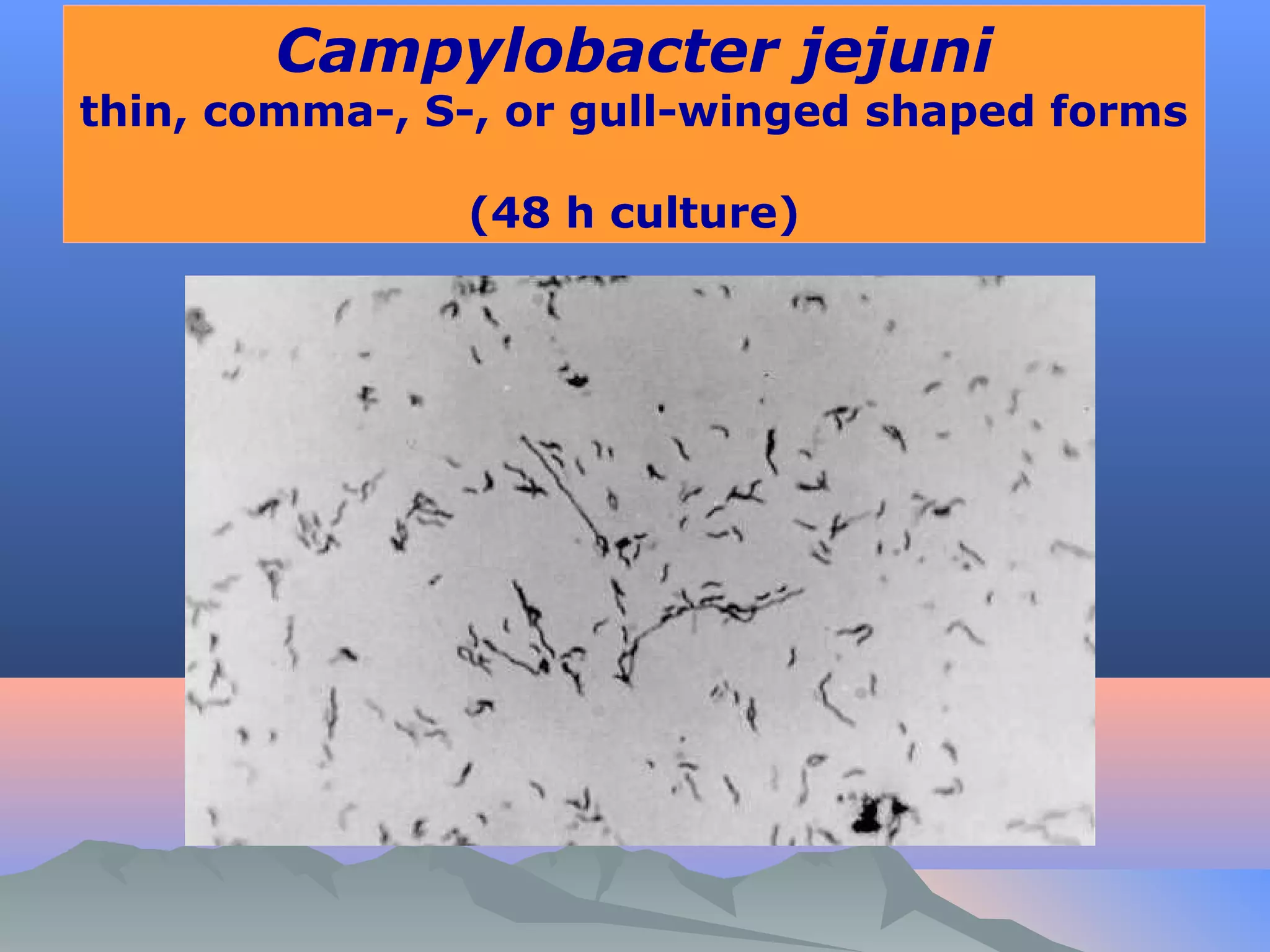 Lecture 20 Campylocbacter and Helicobacter | PPT