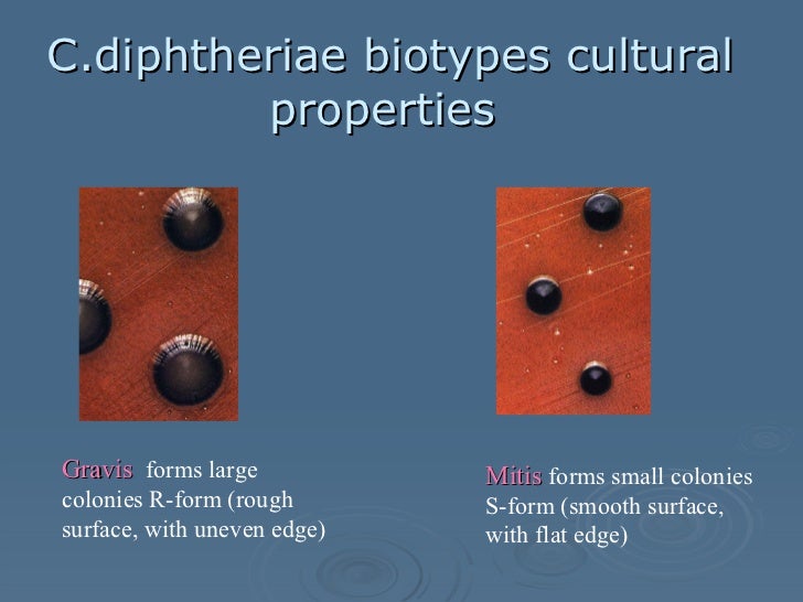 Bohomolets Microbiology Lecture #20 Bohomolets Microbiology Lecture #20