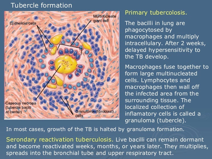 Bohomolets Microbiology Lecture #20 Bohomolets Microbiology Lecture #20