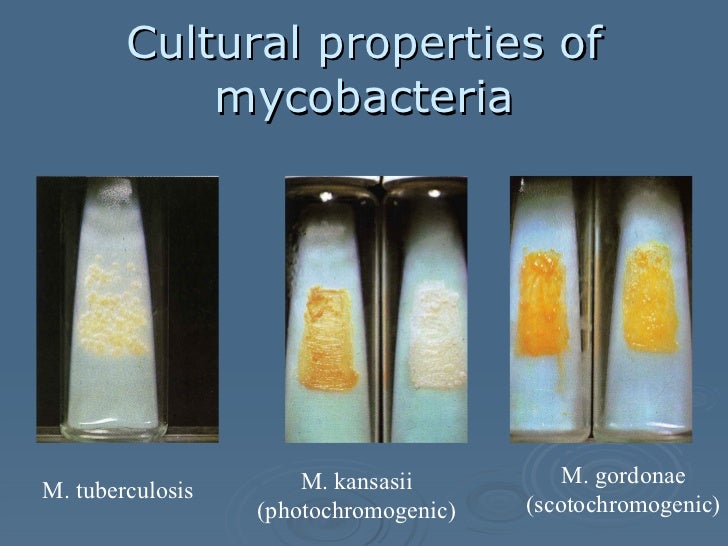 Bohomolets Microbiology Lecture #20 Bohomolets Microbiology Lecture #20