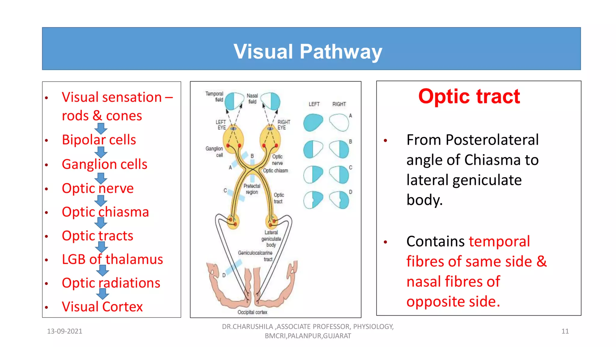 Lecture 5/2022 Special senses -Vision 5 -Physiology of vision - Visual ...