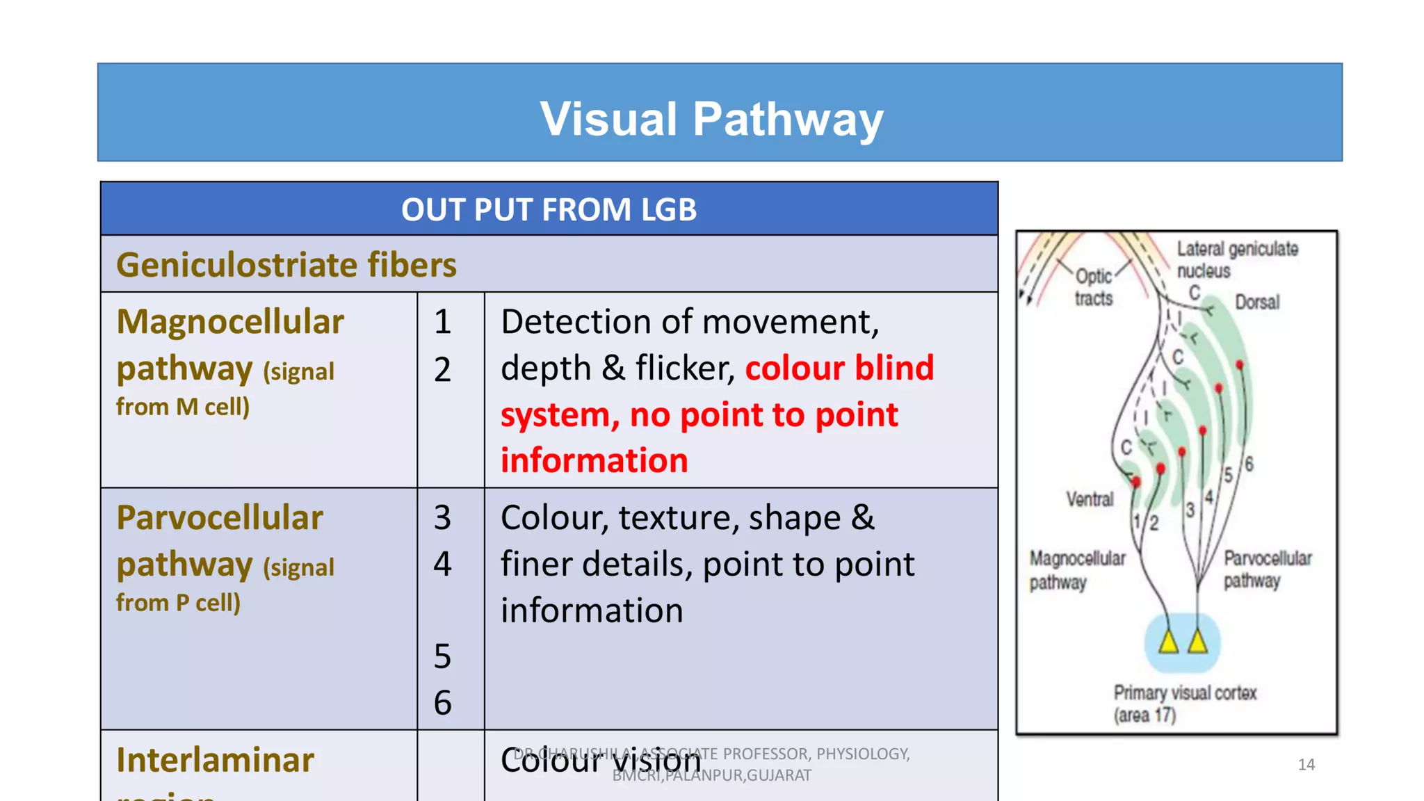 Lecture 5/2022 Special senses -Vision 5 -Physiology of vision - Visual ...