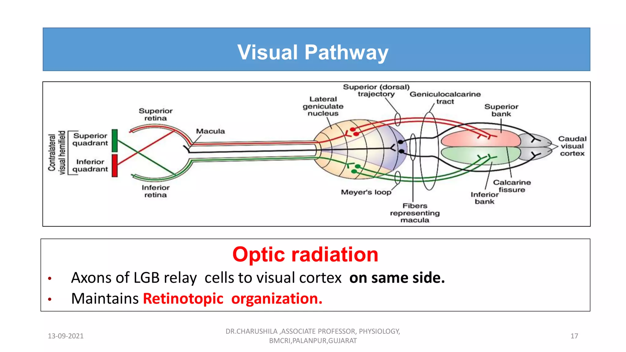 Lecture 5/2022 Special senses -Vision 5 -Physiology of vision - Visual ...