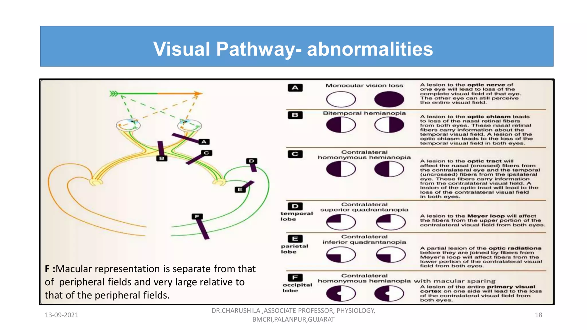 Lecture 5/2022 Special senses -Vision 5 -Physiology of vision - Visual ...