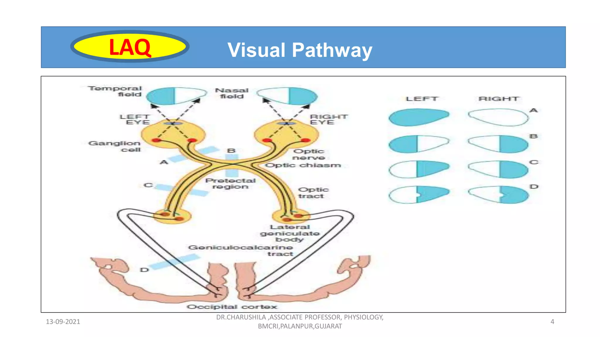 Lecture 5/2022 Special senses -Vision 5 -Physiology of vision - Visual ...