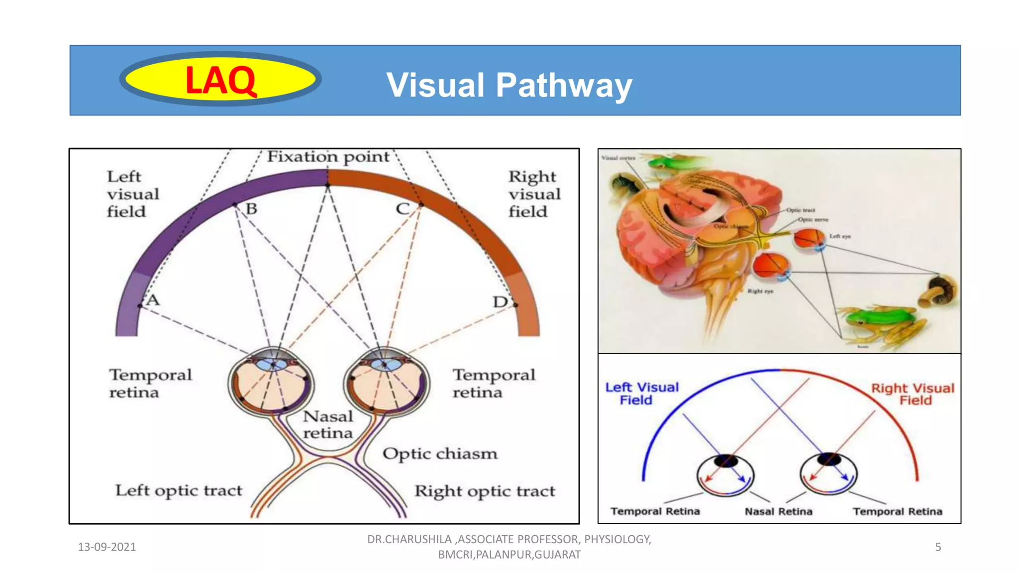 Lecture 5/2022 Special senses -Vision 5 -Physiology of vision - Visual ...