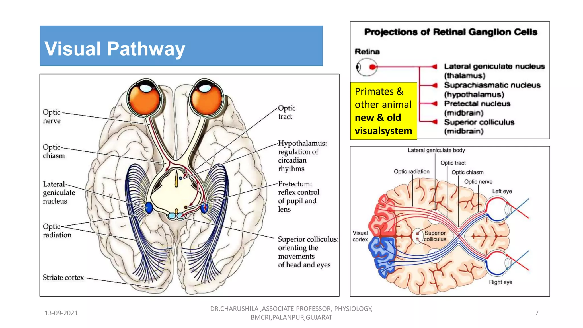 Lecture 5/2022 Special senses -Vision 5 -Physiology of vision - Visual ...