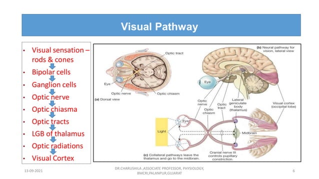 Lecture 5/2022 Special senses -Vision 5 -Physiology of vision - Visual ...