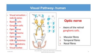 Lecture 5/2022 Special senses -Vision 5 -Physiology of vision - Visual ...