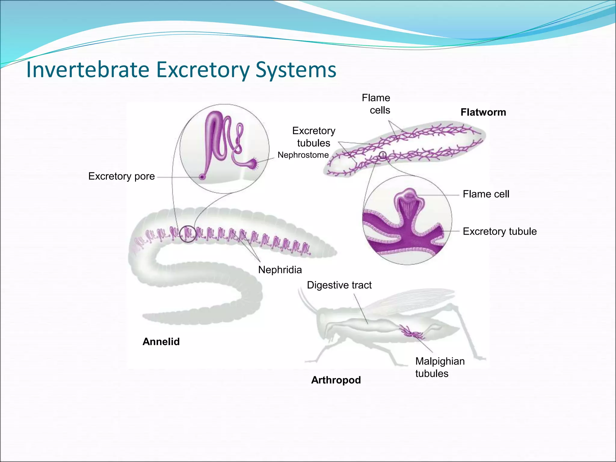 lecture_20_anatomy.ppt