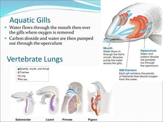 lecture_20_anatomy.ppt