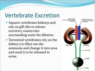 lecture_20_anatomy.ppt