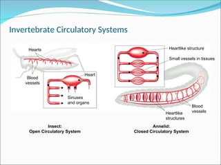 lecture_20_anxsacAFAERVedcdvrvVatomy.ppt