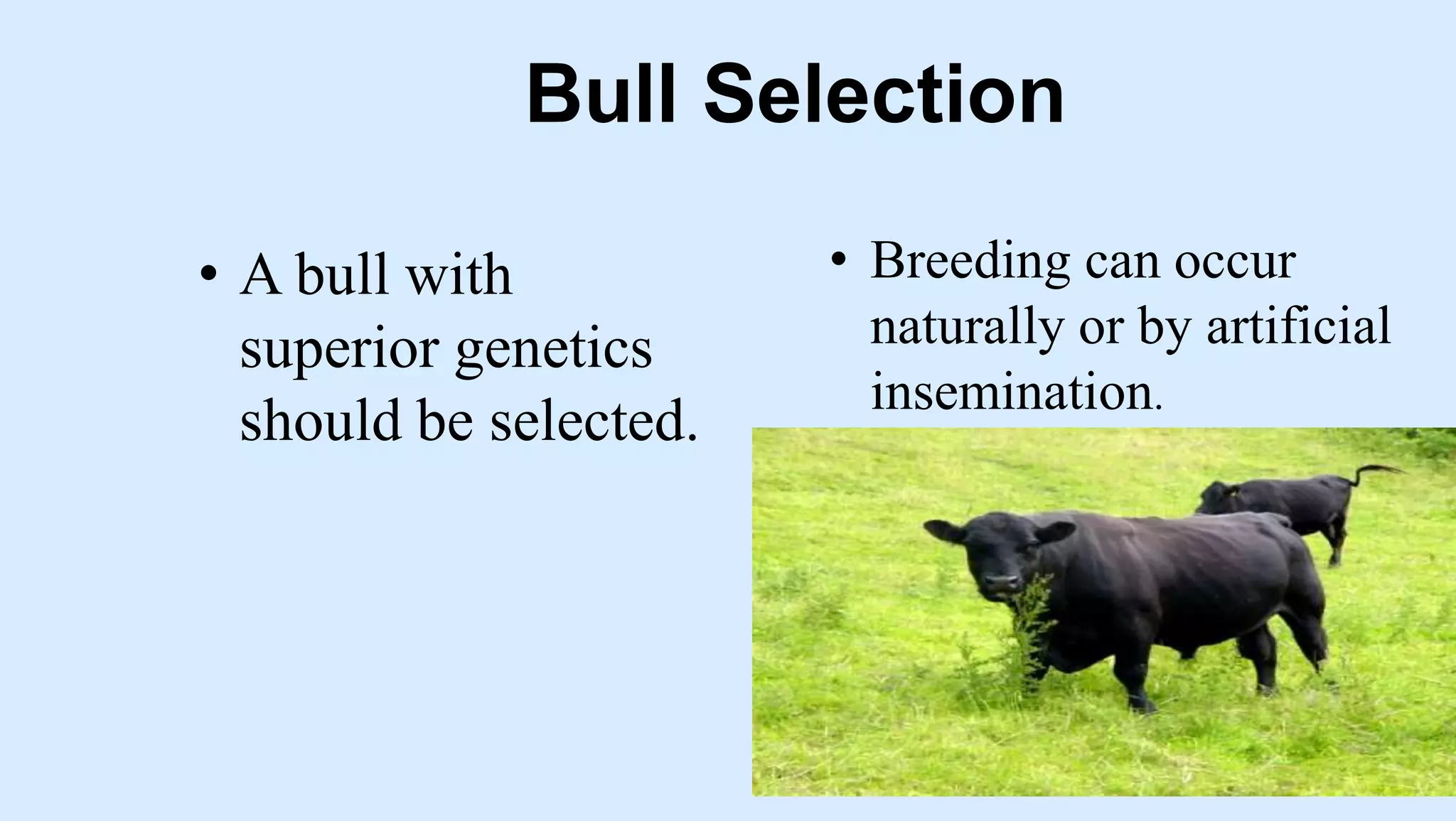 Lecture 20 superovulation and embryo transfer in cattle | PDF