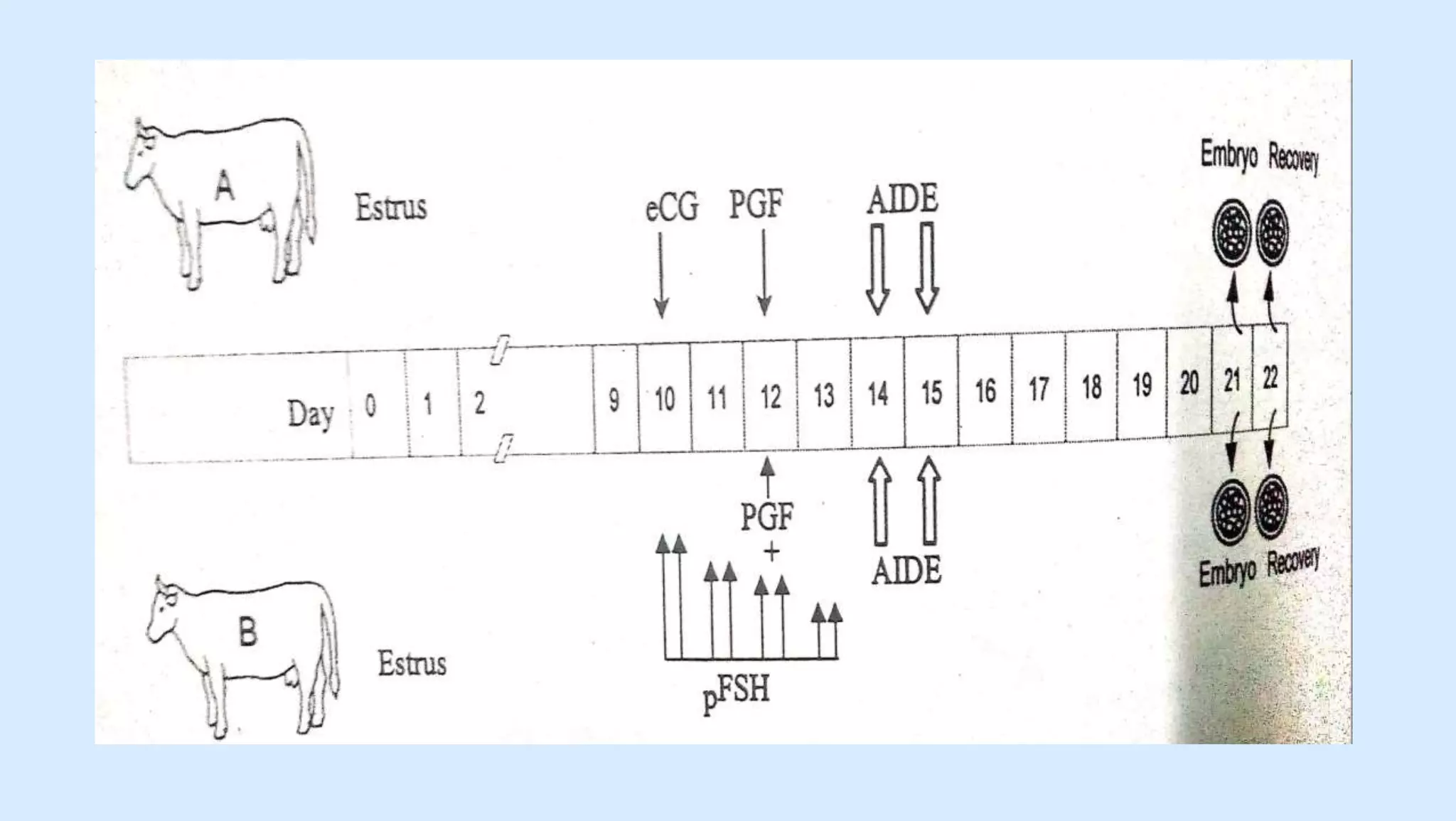 Lecture 20 superovulation and embryo transfer in cattle | PDF