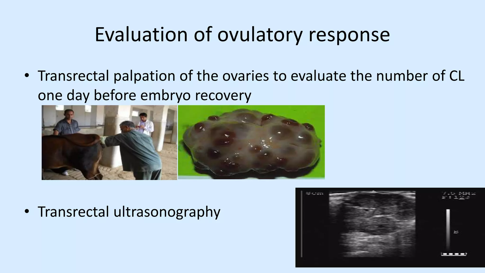 Lecture 20 superovulation and embryo transfer in cattle | PDF