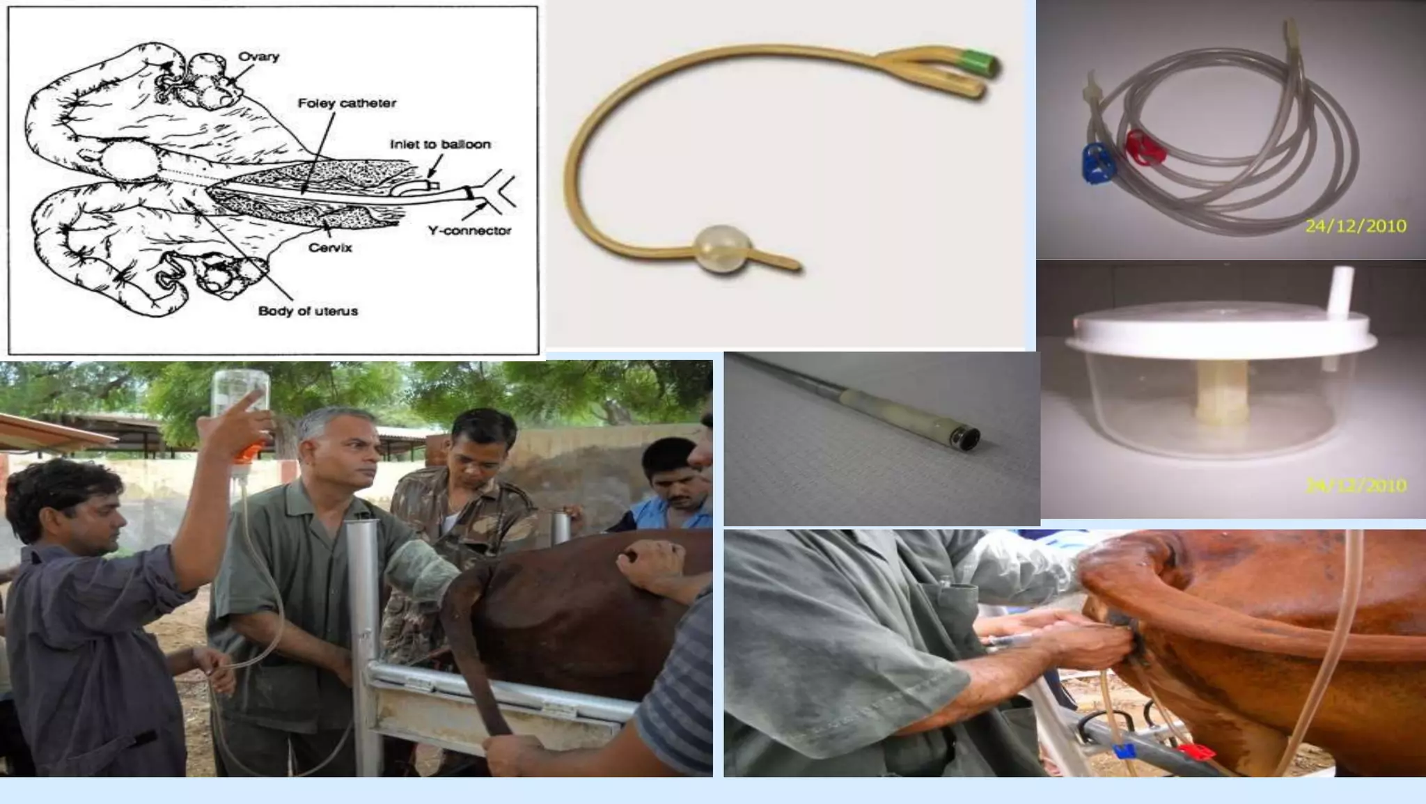 Lecture 20 superovulation and embryo transfer in cattle | PDF