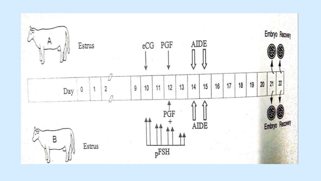 Lecture 20 superovulation and embryo transfer in cattle | PDF ...
